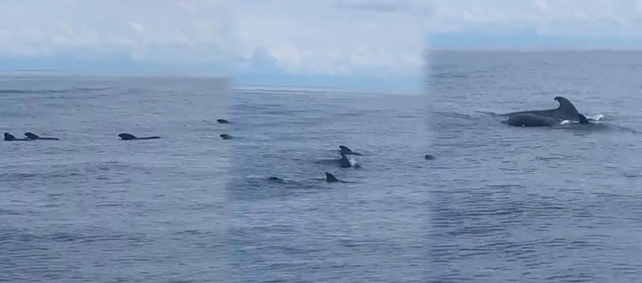 Ballenas piloto, un espectáculo natural en Bocas de Ceniza ...